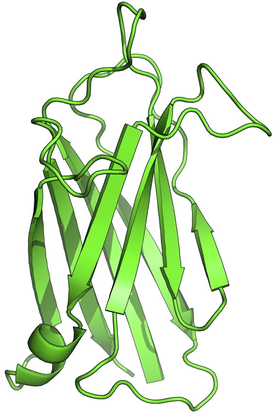 Dysferlin – Sutton Lab